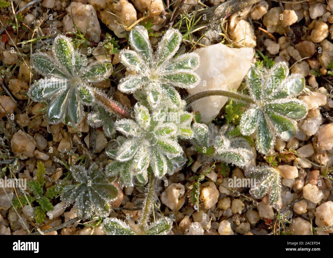 Bajada lupin plant (Lupinus concinnus) covered in dew. Photographed in ...
