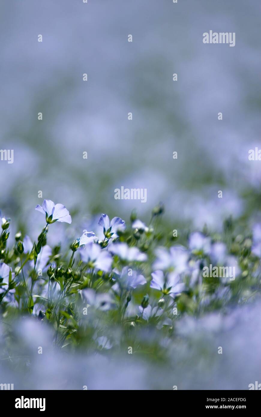 Common flax (Linum usitatissimum). Flax has been grown for its stems ...