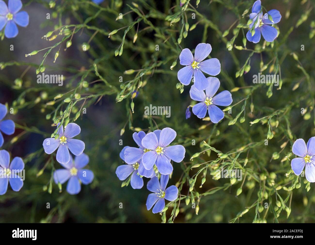 Blue flax flowers (Linum lewisii). Photographed on a mountain in the ...