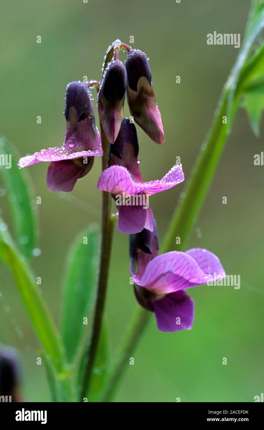 Bitter vetchling flowers (Lathyrus linifolius Stock Photo - Alamy