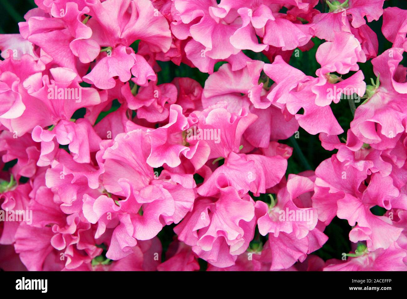 Sweet pea flowers (Lathyrus odoratus 'Milly' Stock Photo - Alamy