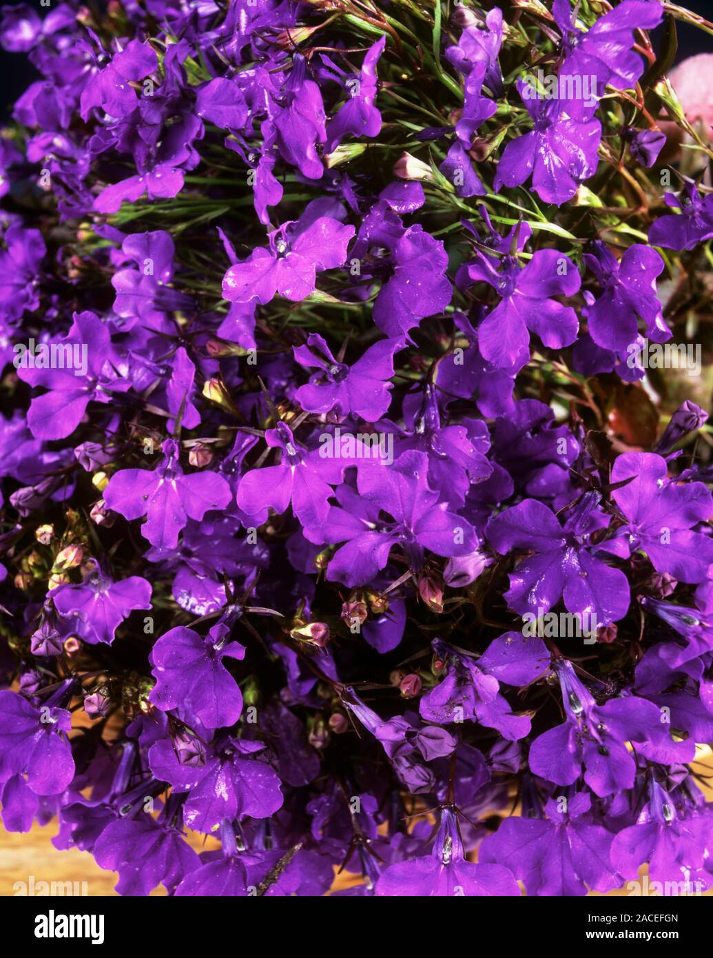 Lobelia flowers (Lobelia erinus 'Rapid Blue' Stock Photo - Alamy