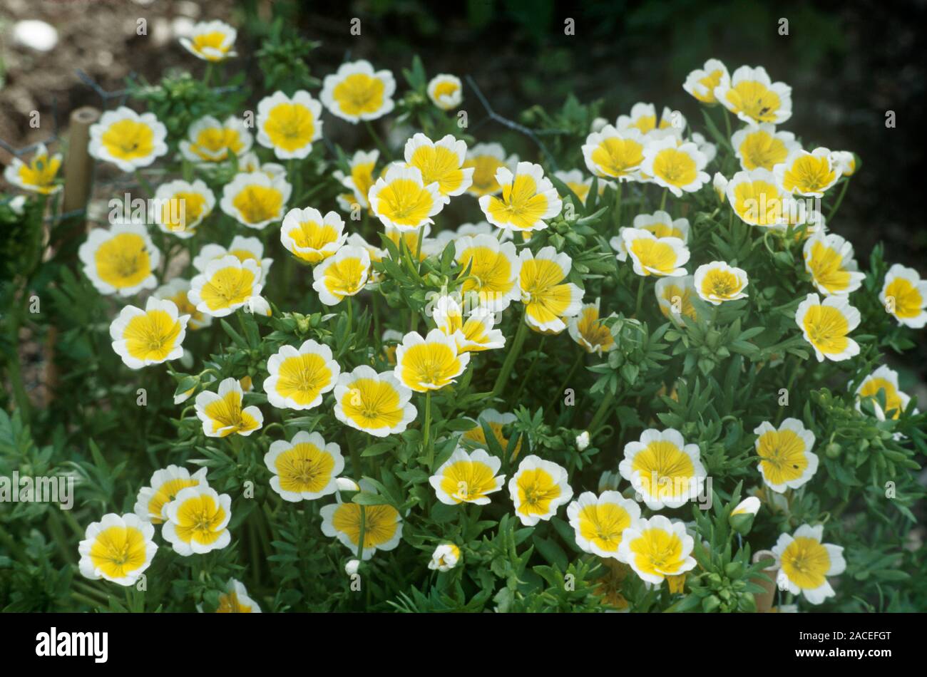 Poached Egg Plant