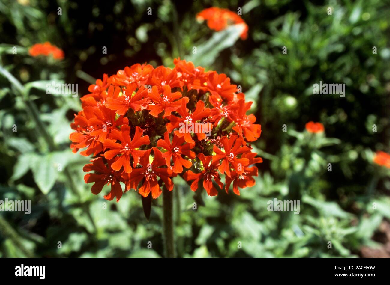 Maltese cross flowers (Lychnis chalcedonica Stock Photo - Alamy