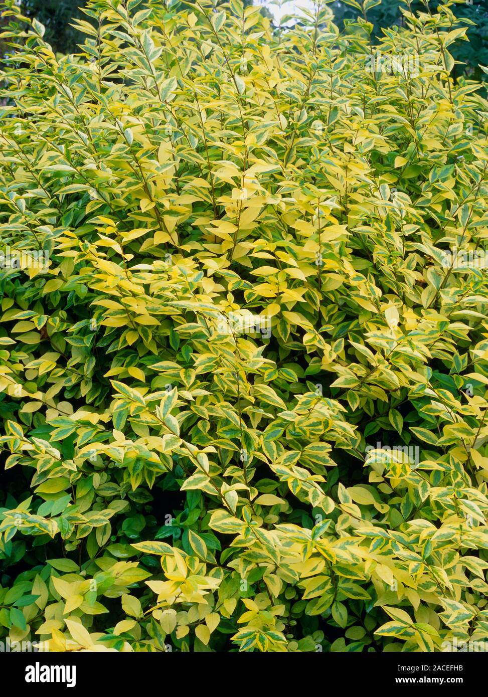 Golden privet (Ligustrum ovalifolium 'Aureum' Stock Photo - Alamy