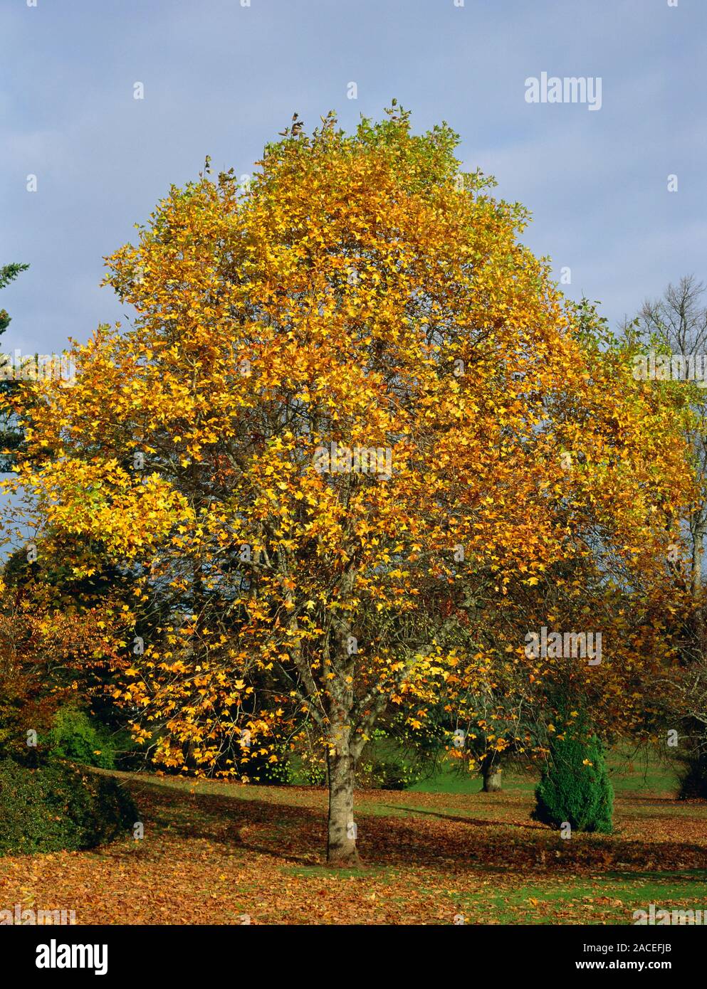 Tulip tree (Liriodendron tulipifera). Whole tree in autumn Stock Photo ...