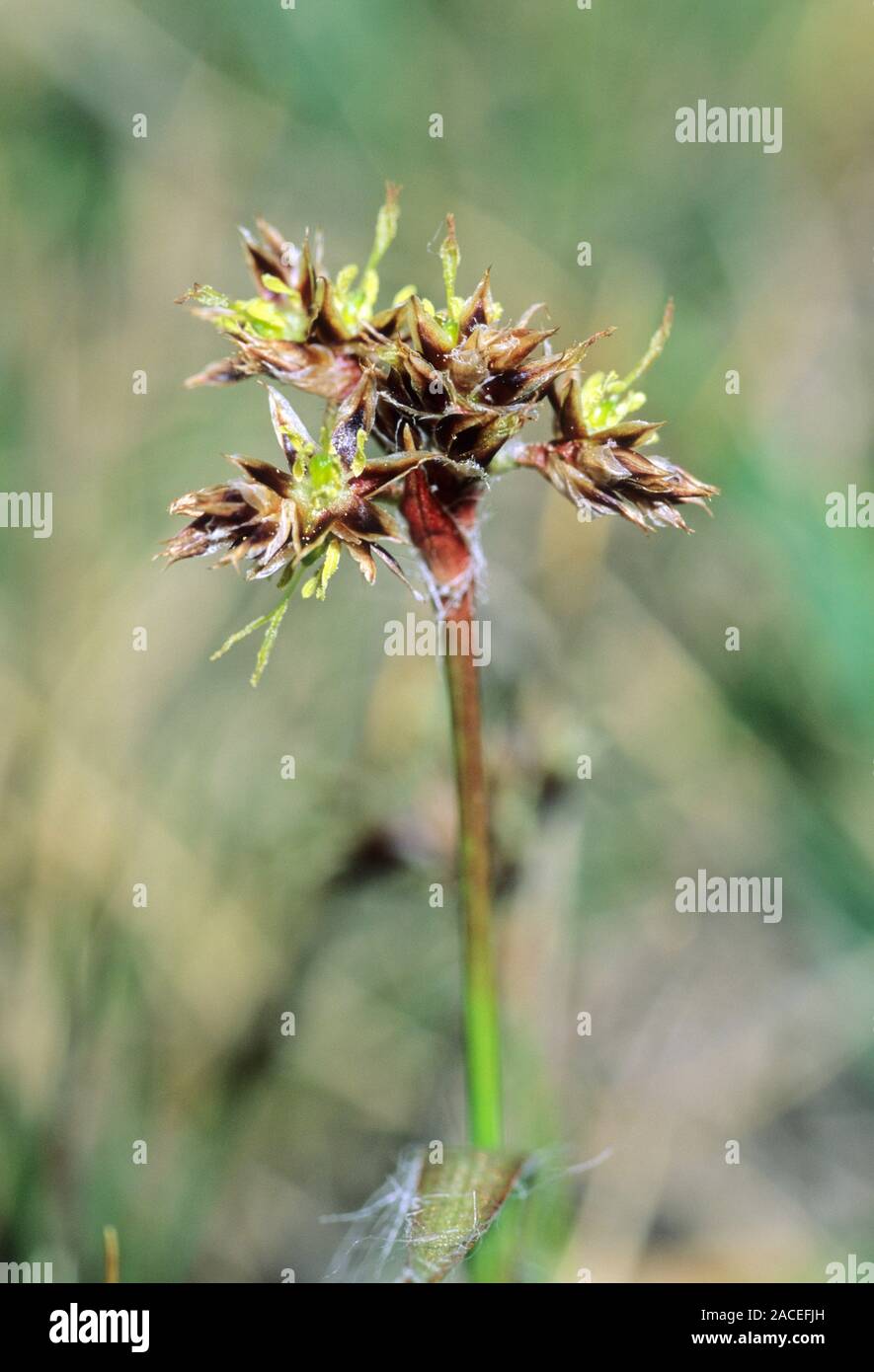 Field woodrush flower head (Lazula campestris Stock Photo - Alamy