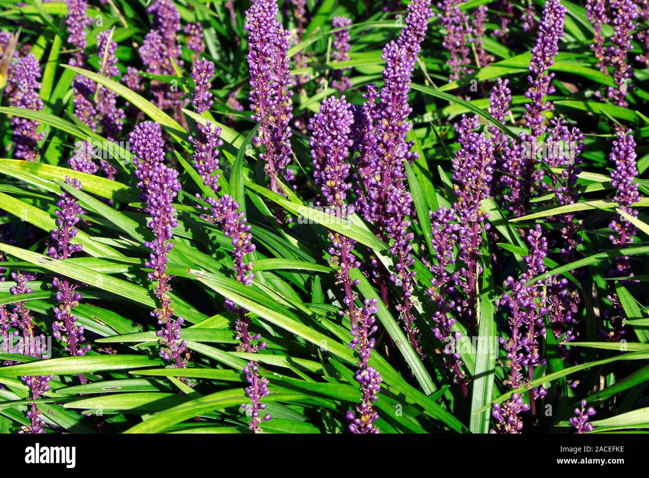 Lily turf flowers (Liriope muscari Stock Photo - Alamy