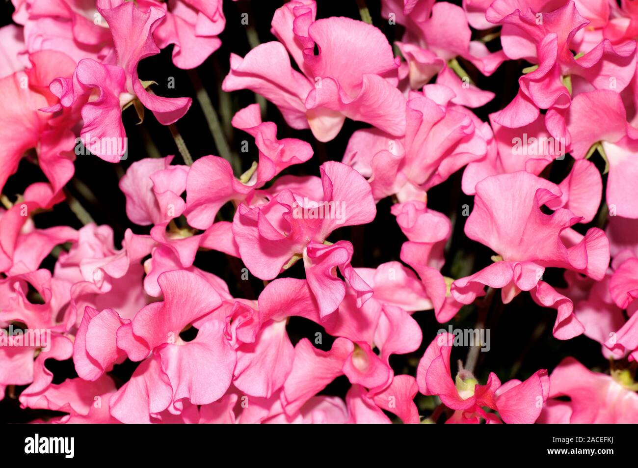 Sweet pea flowers (Lathyrus odoratus 'Mrs Bernard Jones' Stock Photo ...