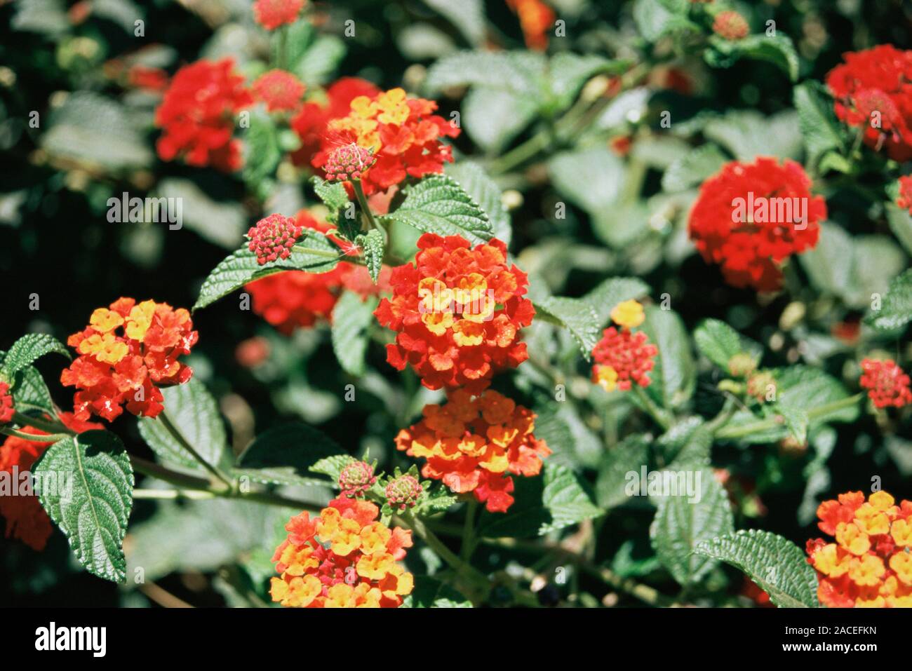 Spanish flag flowers (Lantana camara). This plant is an invasive weed ...