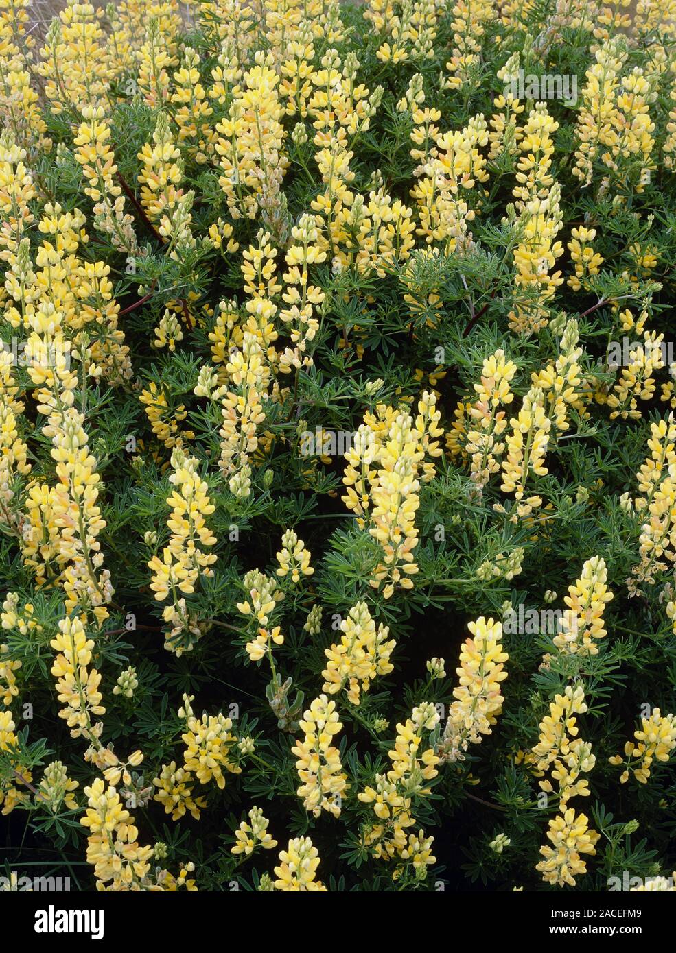Tree lupin (Lupinus arboreus). Naturalised on dunes in Devon Stock ...