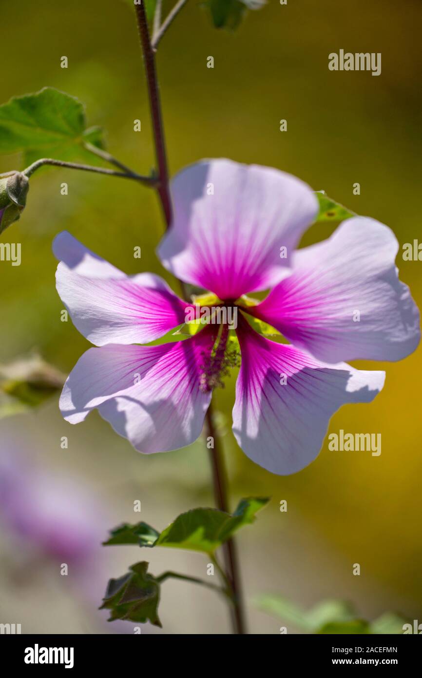 Tree mallow flower (Lavatera maritima Stock Photo - Alamy