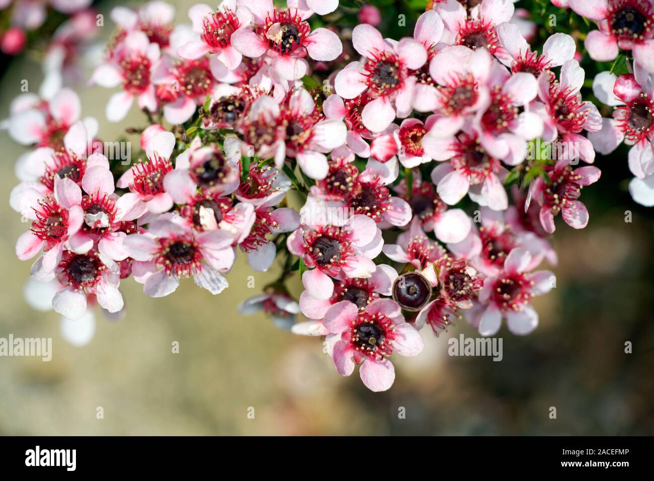 Tea tree flowers (Leptospermum scoparium). This tree is native to New ...