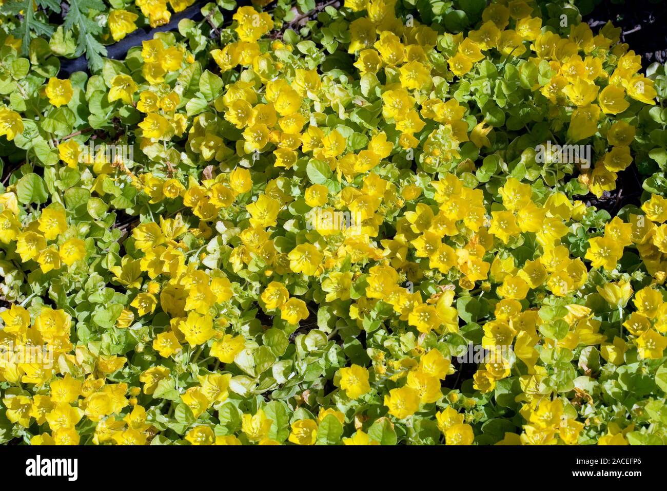 Golden creeping Jenny (Lysimachia nummularia 'Aurea' Stock Photo - Alamy
