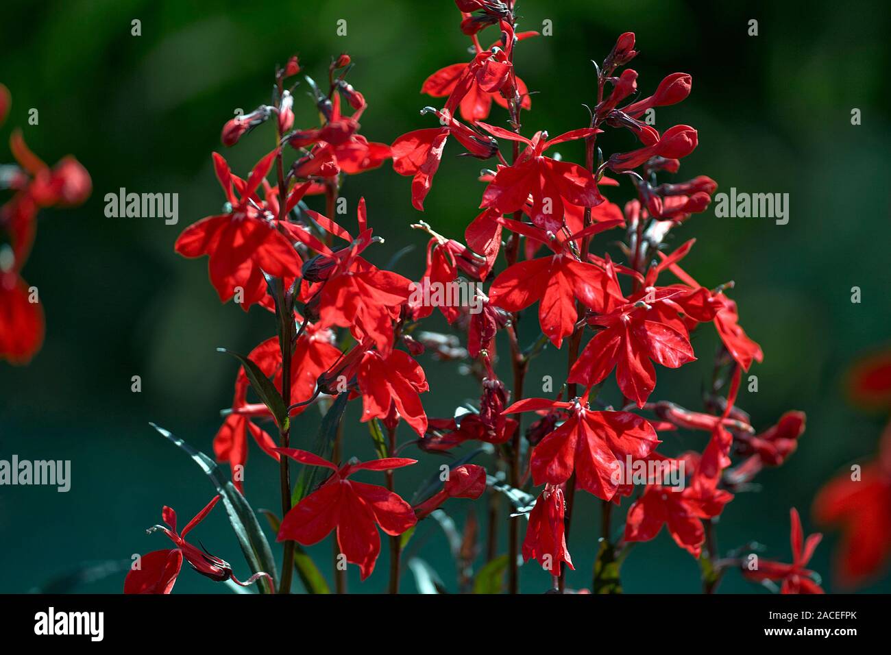 Cardinal flowers (Lobelia cardinalis). This plant is native to Mexico ...