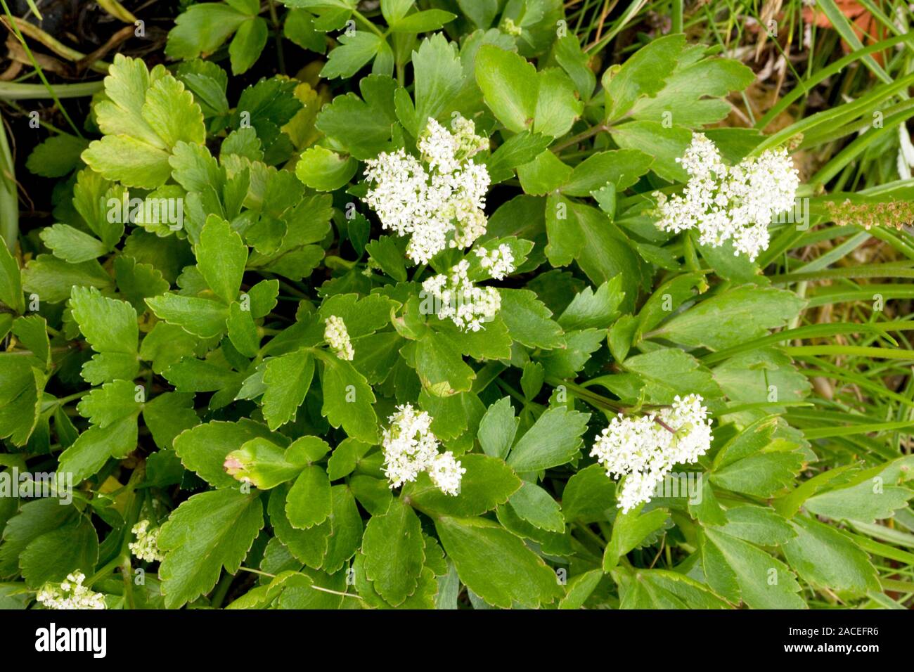 Scots lovage (Ligusticum scoticum) in flower. This is a rare coastal ...