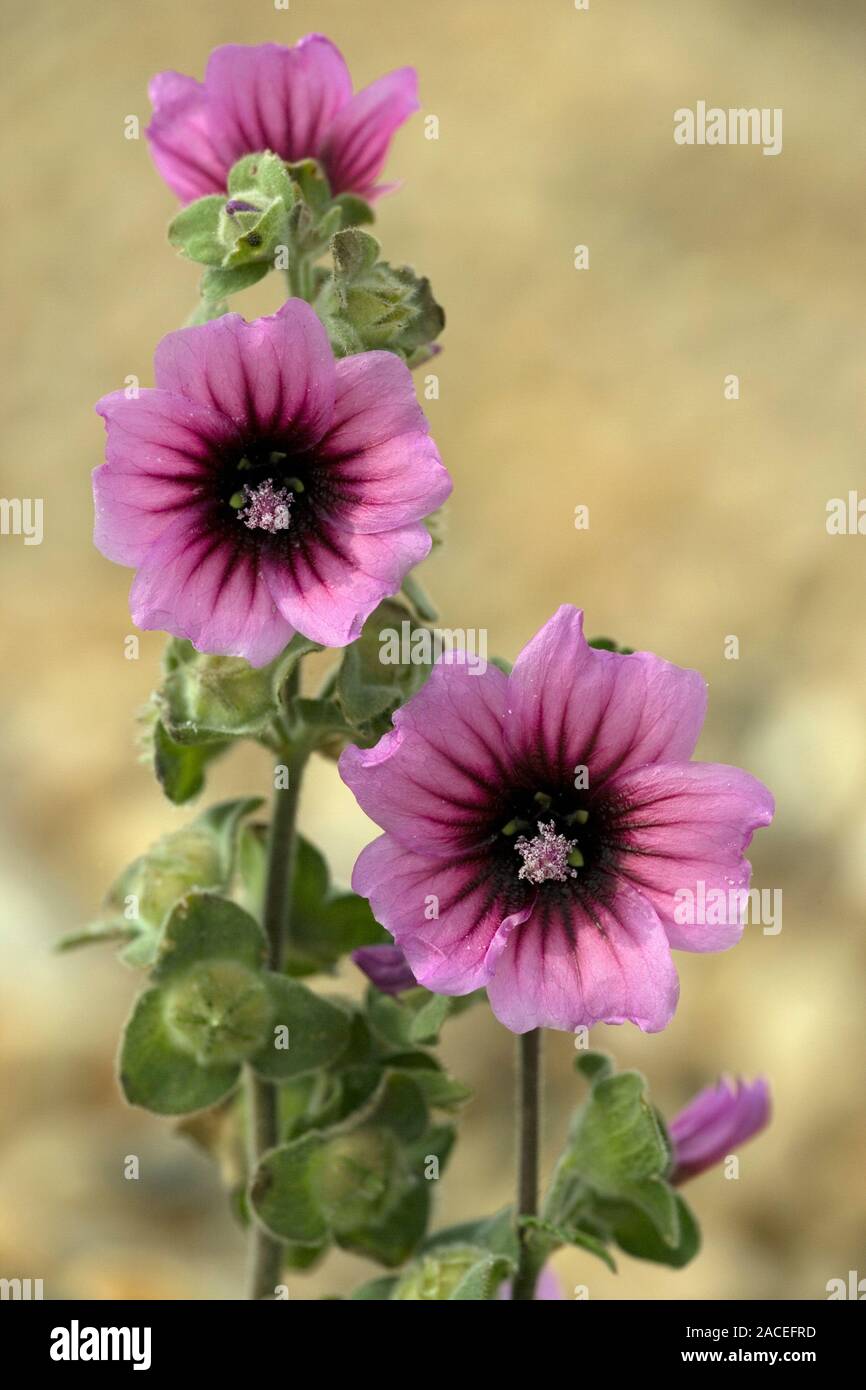 Tree mallow (Lavatera arborea) flowers. Photographed on the Dorset ...