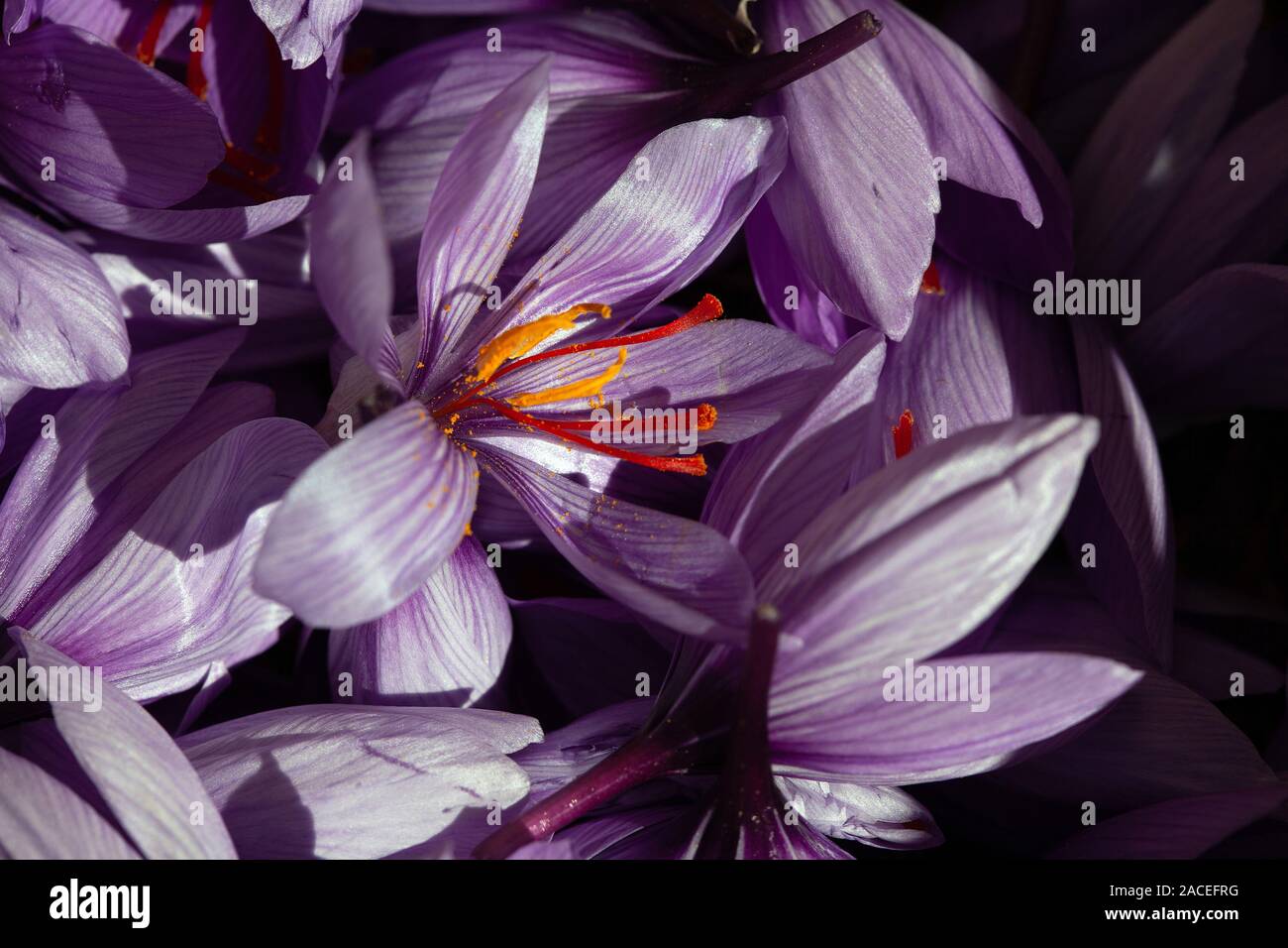 Saffron flowers and pistils Stock Photo - Alamy
