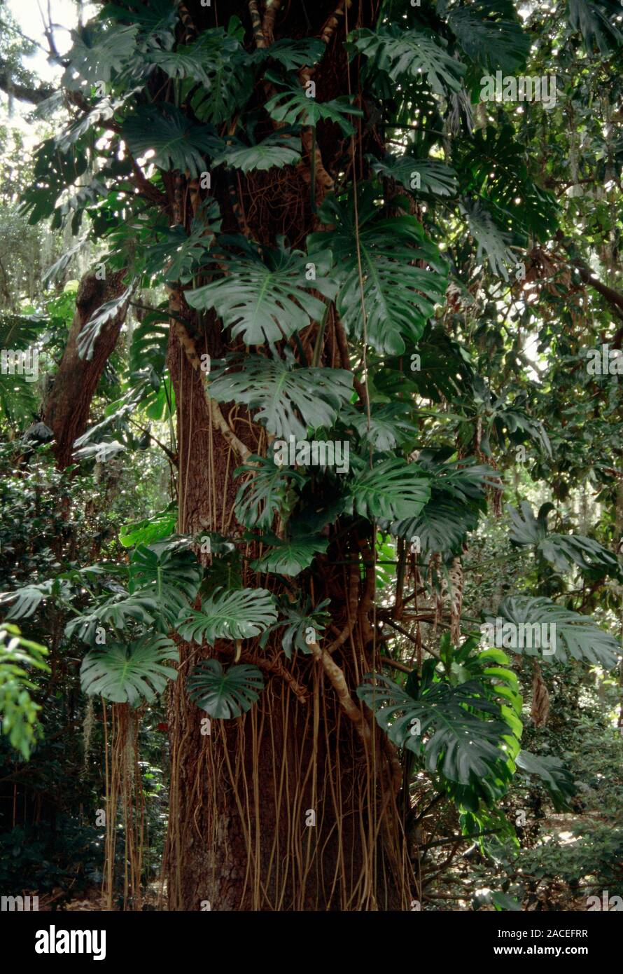 Swiss Cheese Plant. (Monstera deliciosa) A large climbing plant growing ...