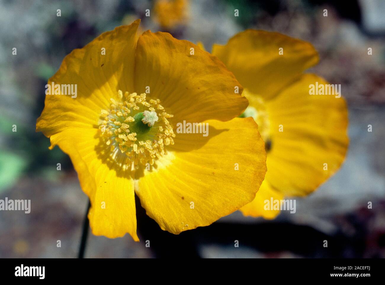 Meconopsis cambrica. Close up two yellow flowers of Welsh Poppy p ...
