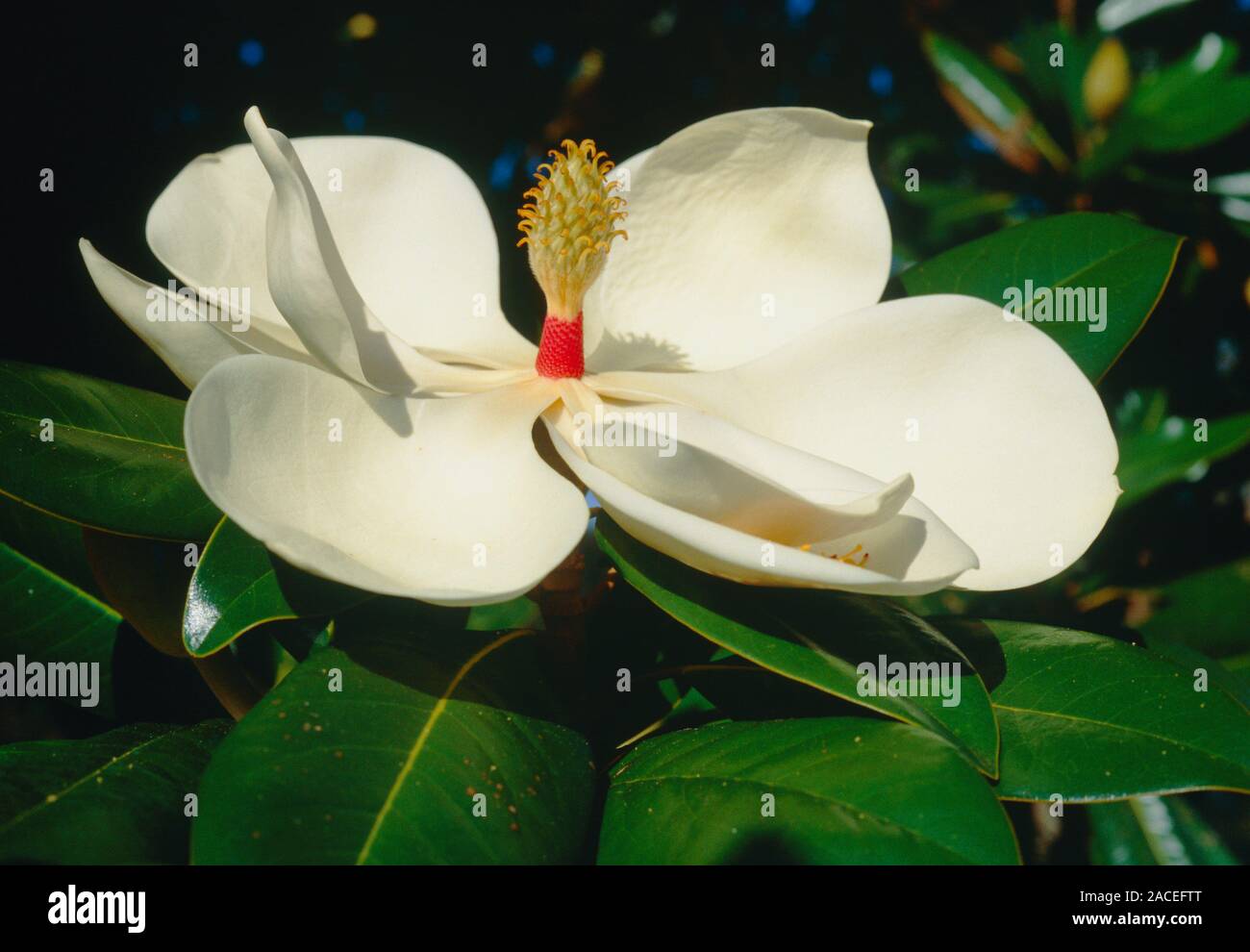 Magnolia grandiflora. Close up single flower Stock Photo - Alamy