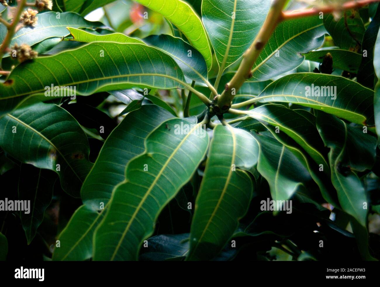 Mangifera indica. Leaves of the fruit Mango tree Alan Gould Stock Photo ...