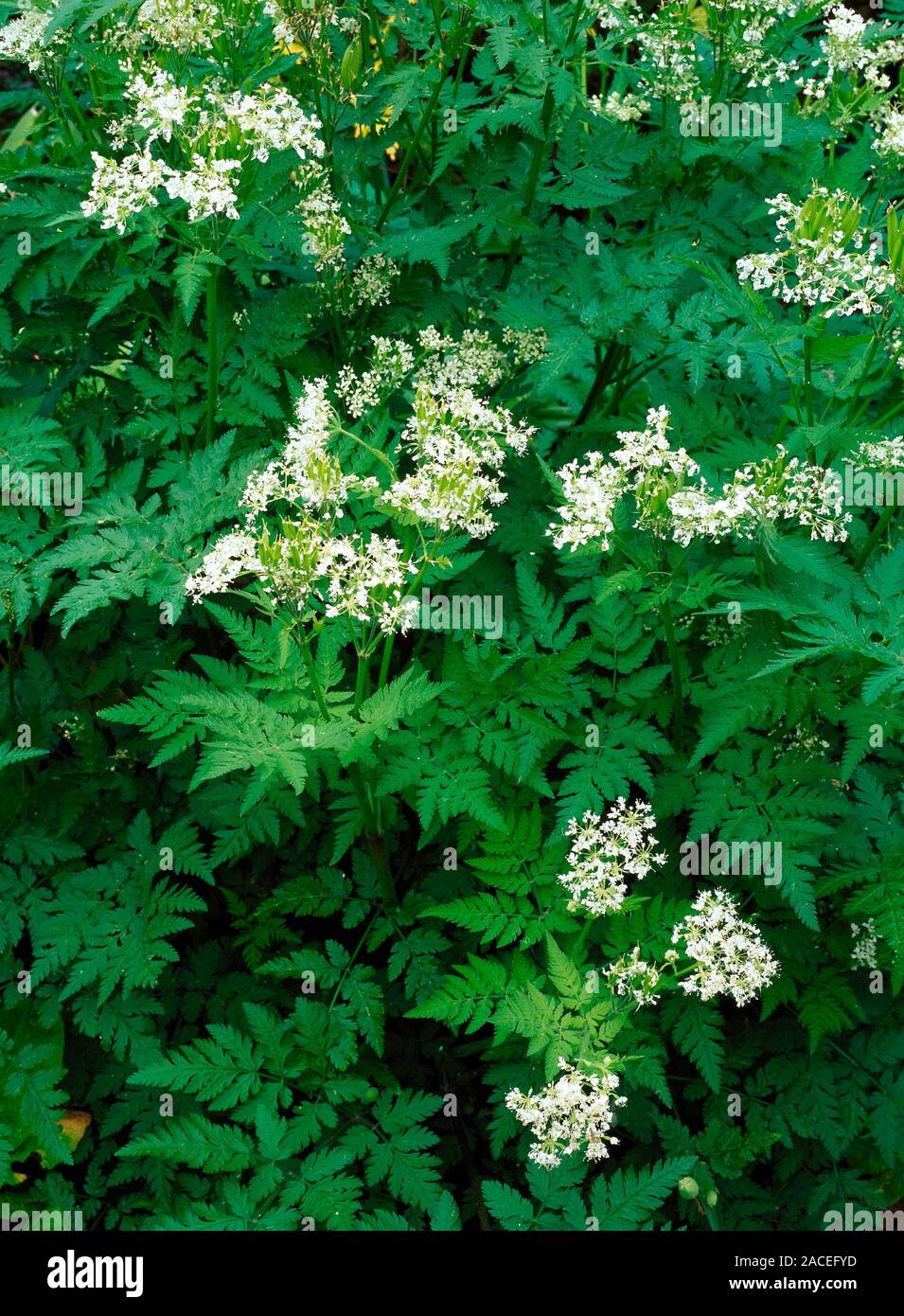 Sweet Cicely (Myrrhis odorata Stock Photo - Alamy