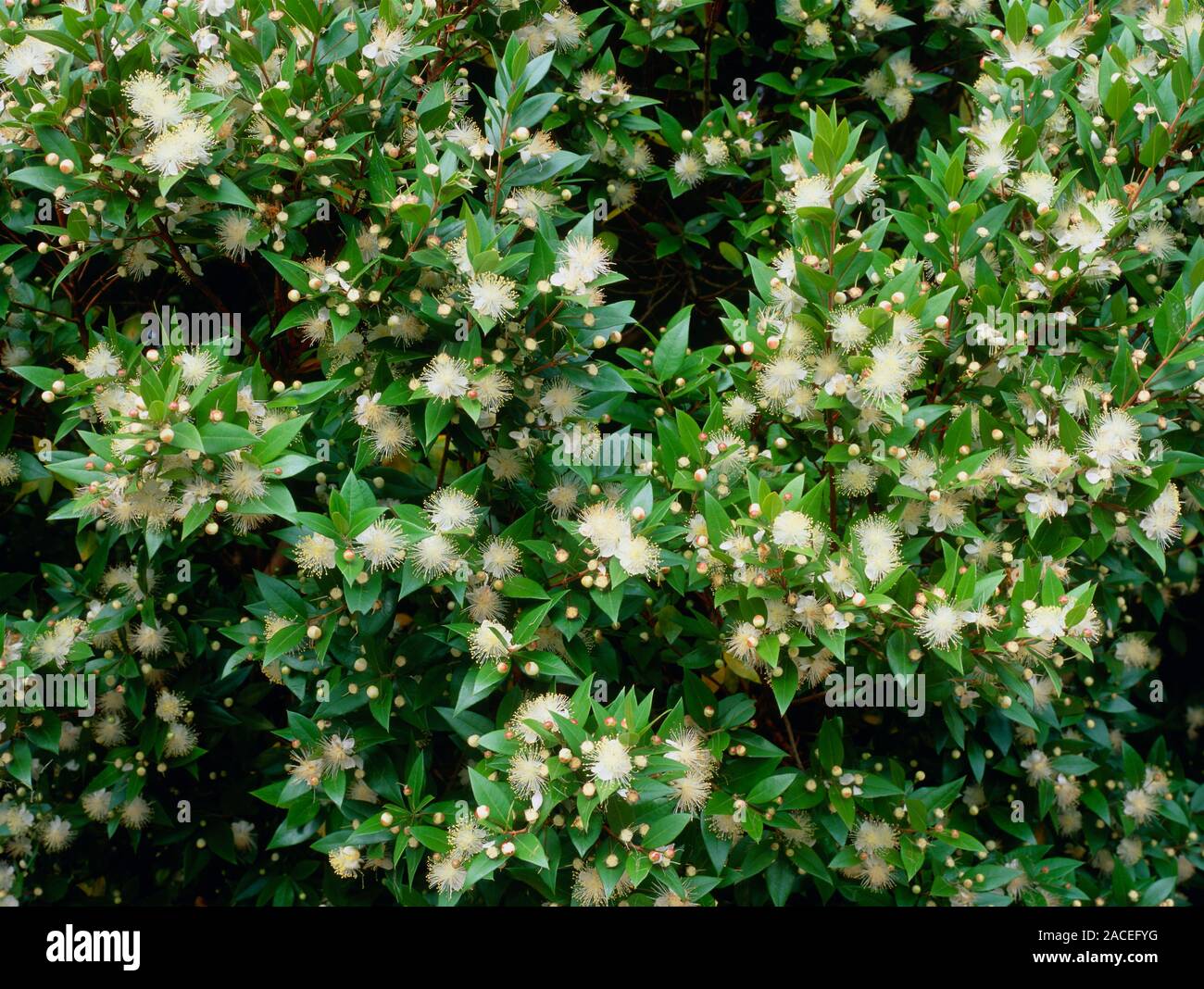 Common Myrtle (Myrtus communis Stock Photo - Alamy