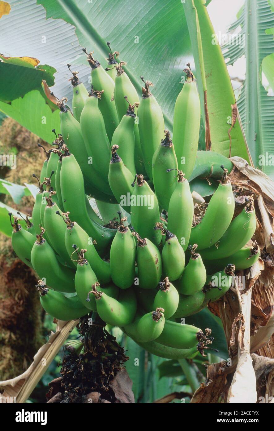 Musa acuminata DWARF CAVENDISH. DWARF CAVENDISH edible fruit on tree ...