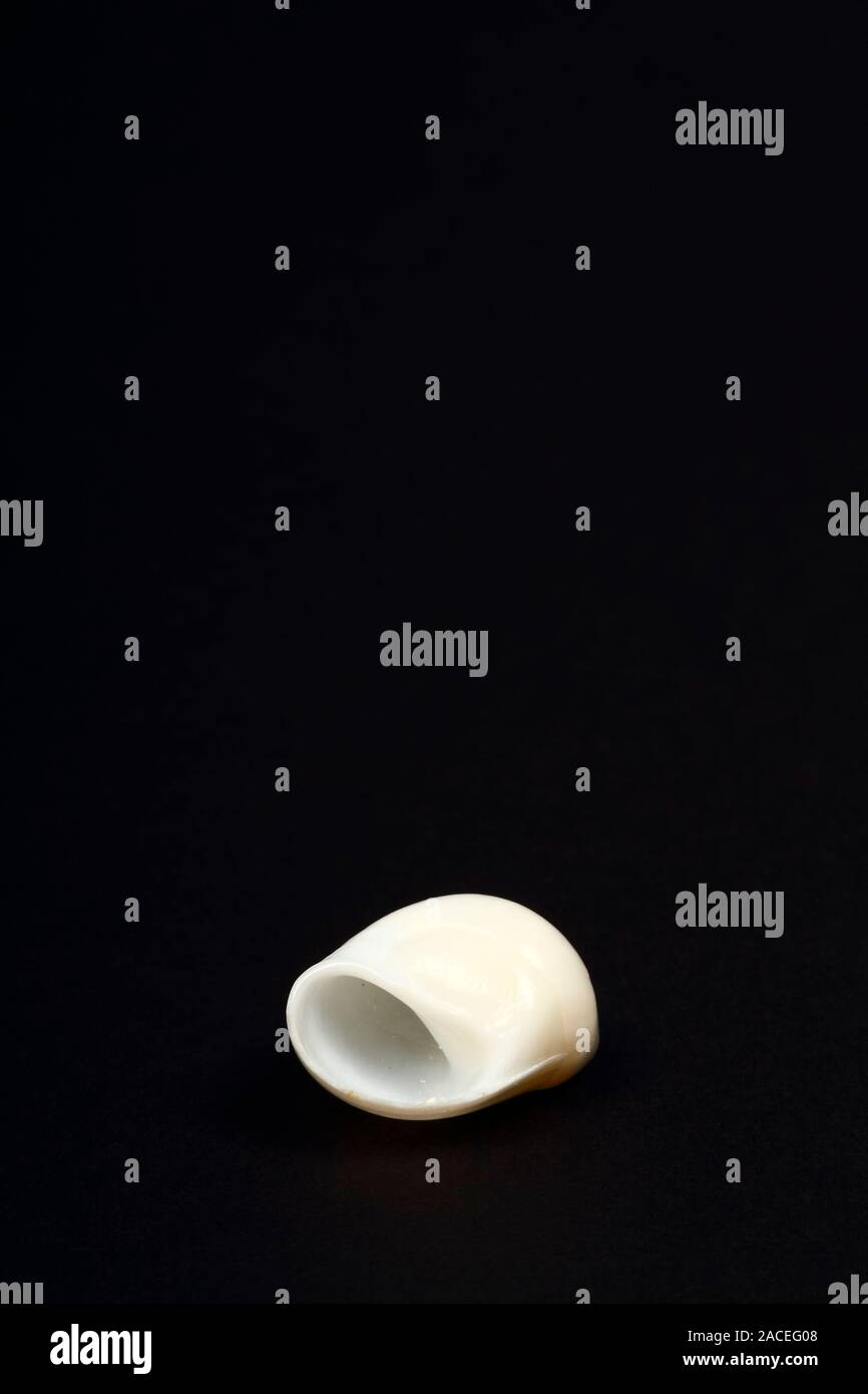 Moon sea shell hi-res stock photography and images - Alamy