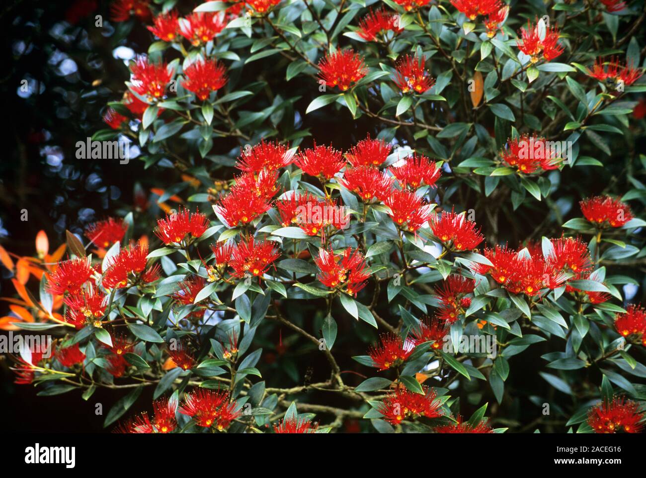 Southern rata (Metrosideros umbellata) in flower. This shrub is native ...