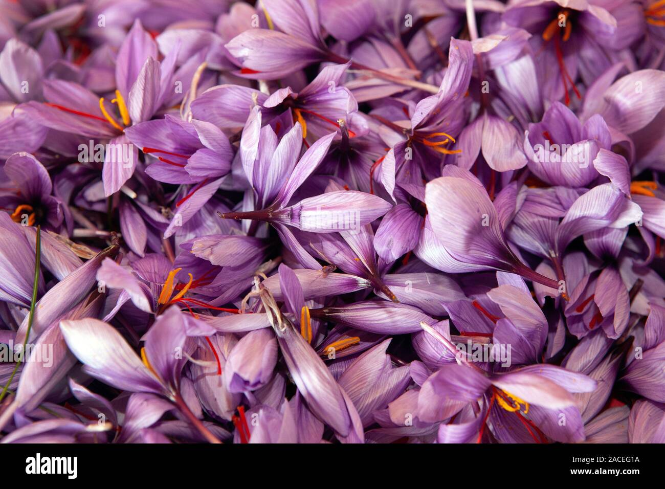 Saffron flowers and pistils Stock Photo - Alamy