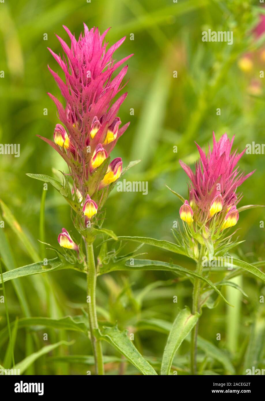 Field cow-wheat (Melampyrum arvense) spikes covered with an ...