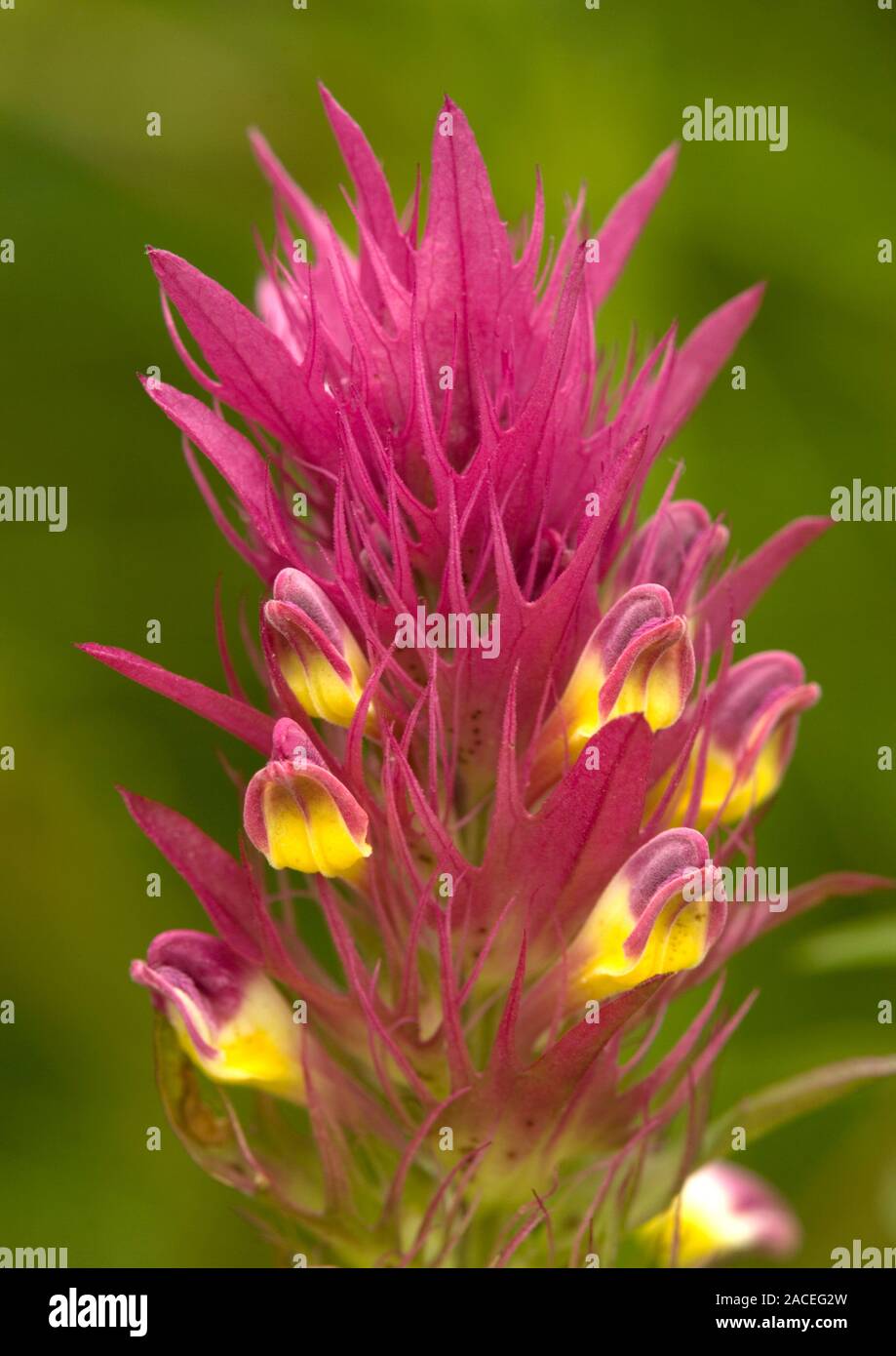 Field cow-wheat (Melampyrum arvense) inflorescence. This plant is ...
