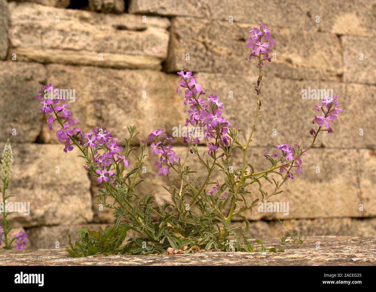 Sea stock plant (Matthiola sinuata) between cracks in stone at a ruined ...