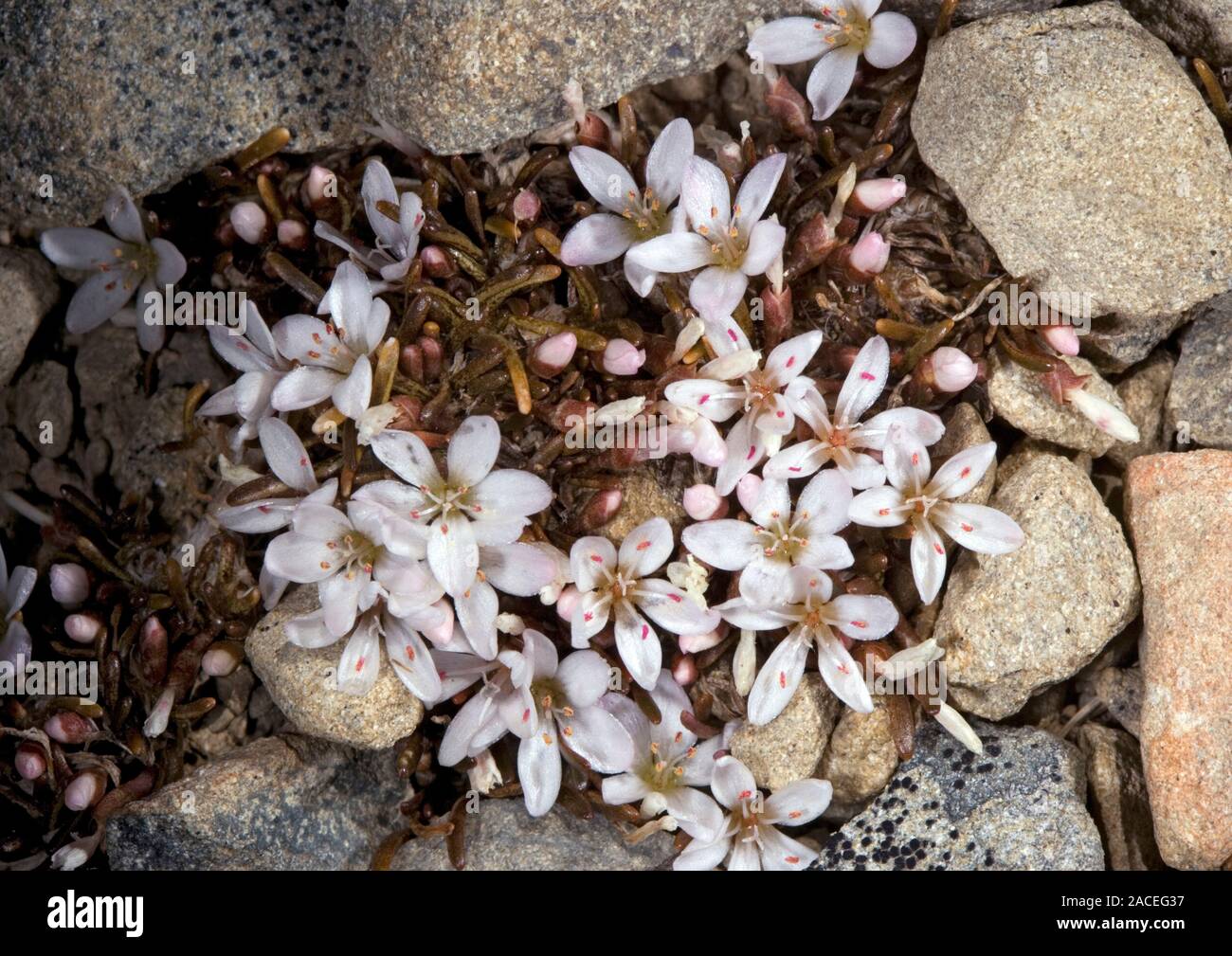 Montia flowers (Montia australasica). Photographed at an altitude of ...