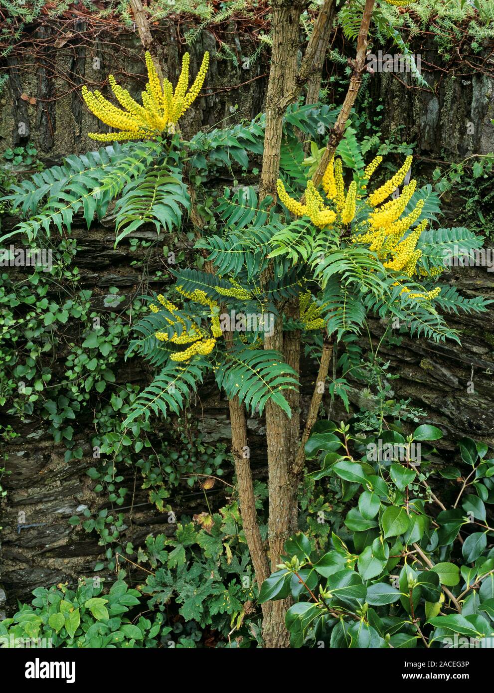 Chinese golly grape flowers (Mahonia lomariifolia). This plant was ...