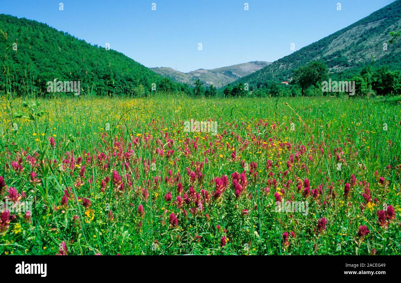 Field cow wheat (Melampyrum arvense) and other wildflowers in a field ...