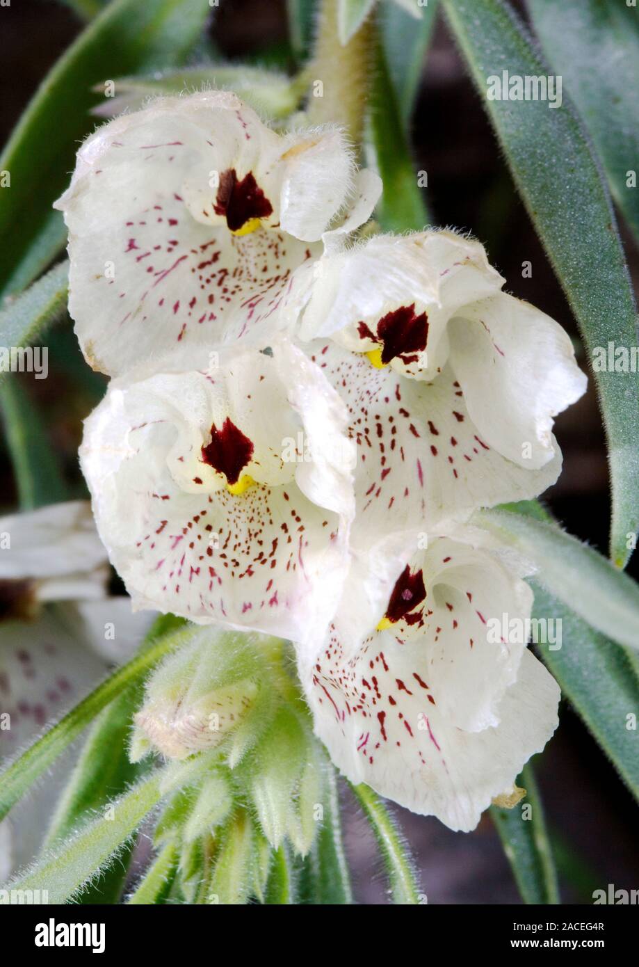 Ghost flower (Mohavea confertiflora). Photographed in the USA Stock ...