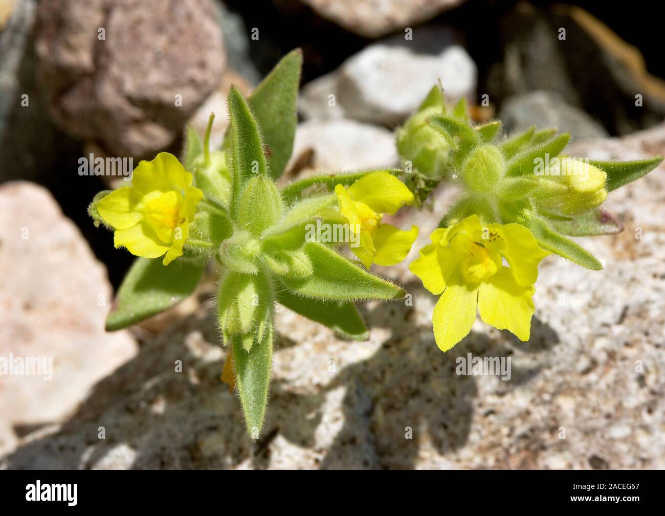 Golden desert-snapdragon flowers (Mohavea breviflora) amongst rocks ...