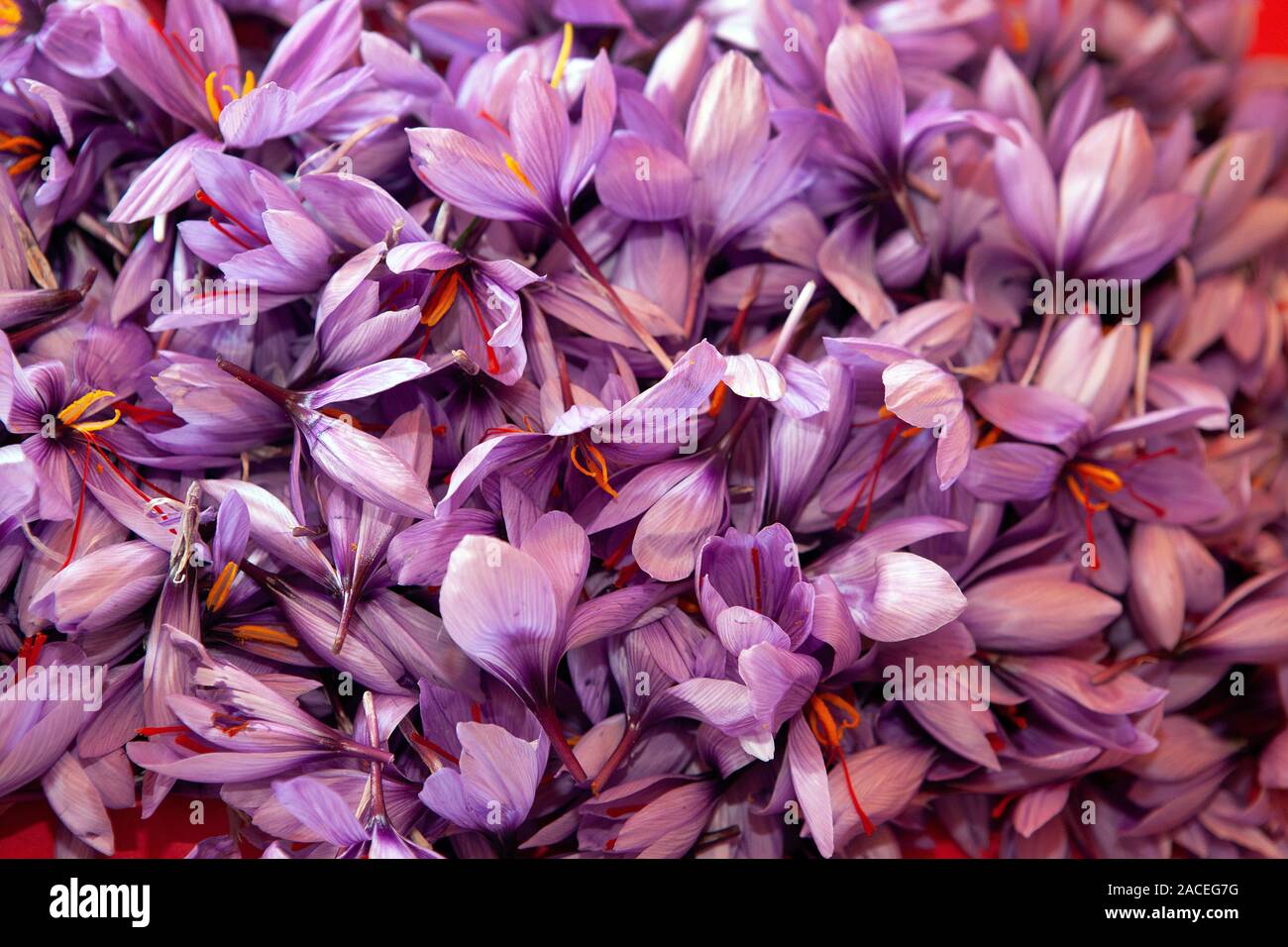 Saffron flowers and pistils Stock Photo - Alamy