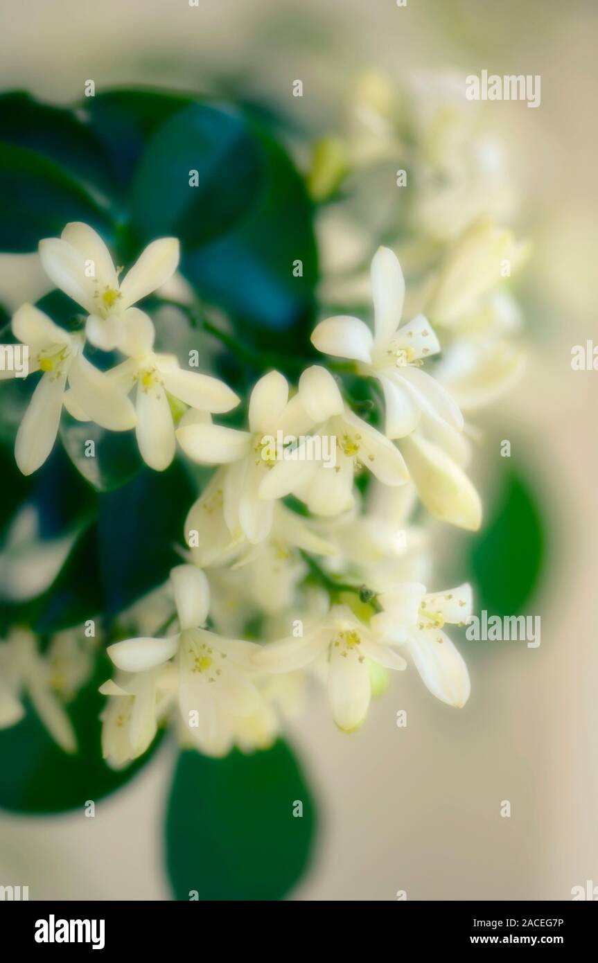 Orange jessamine flowers (Murraya paniculata Stock Photo - Alamy