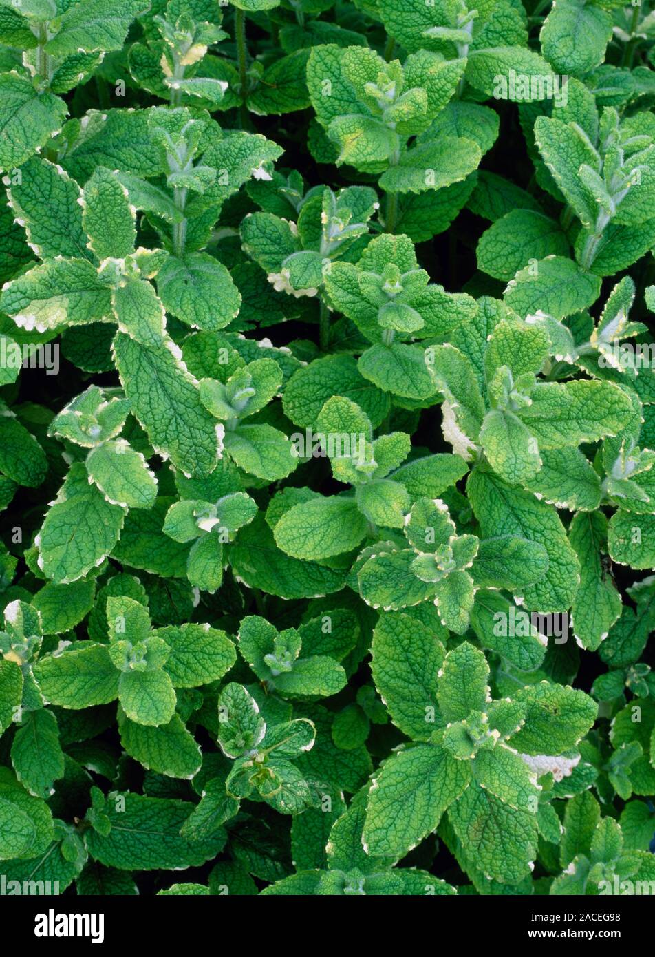 Pineapple mint (Mentha suaveolens 'Variegata' Stock Photo - Alamy