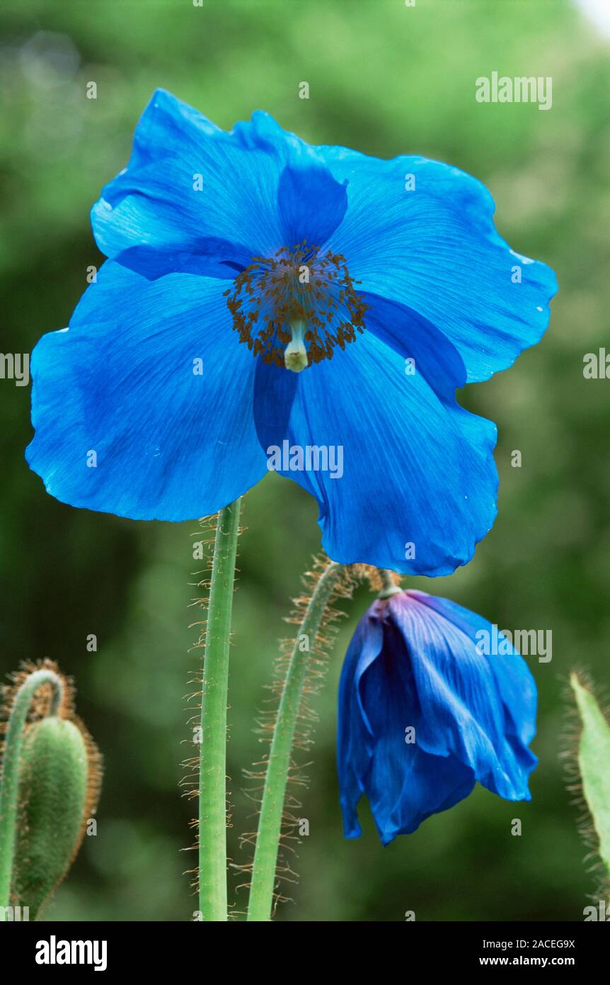 Blue poppy flowers (Meconopsis x sheldonii). Photographed in the Royal ...