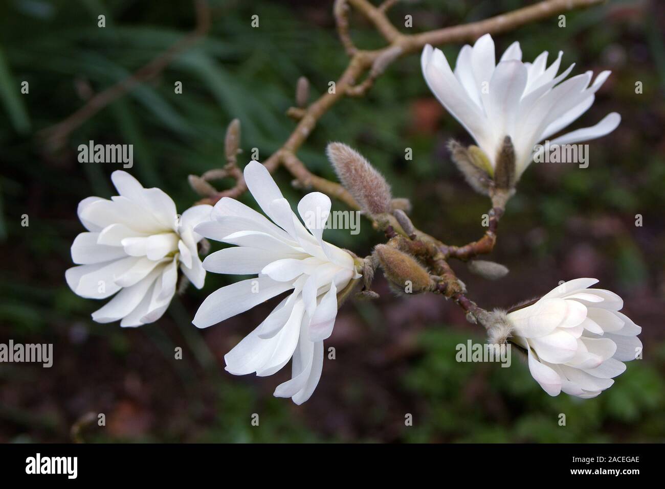 Star magnolia flowers (Magnolia stellata 'Royal Star' Stock Photo - Alamy