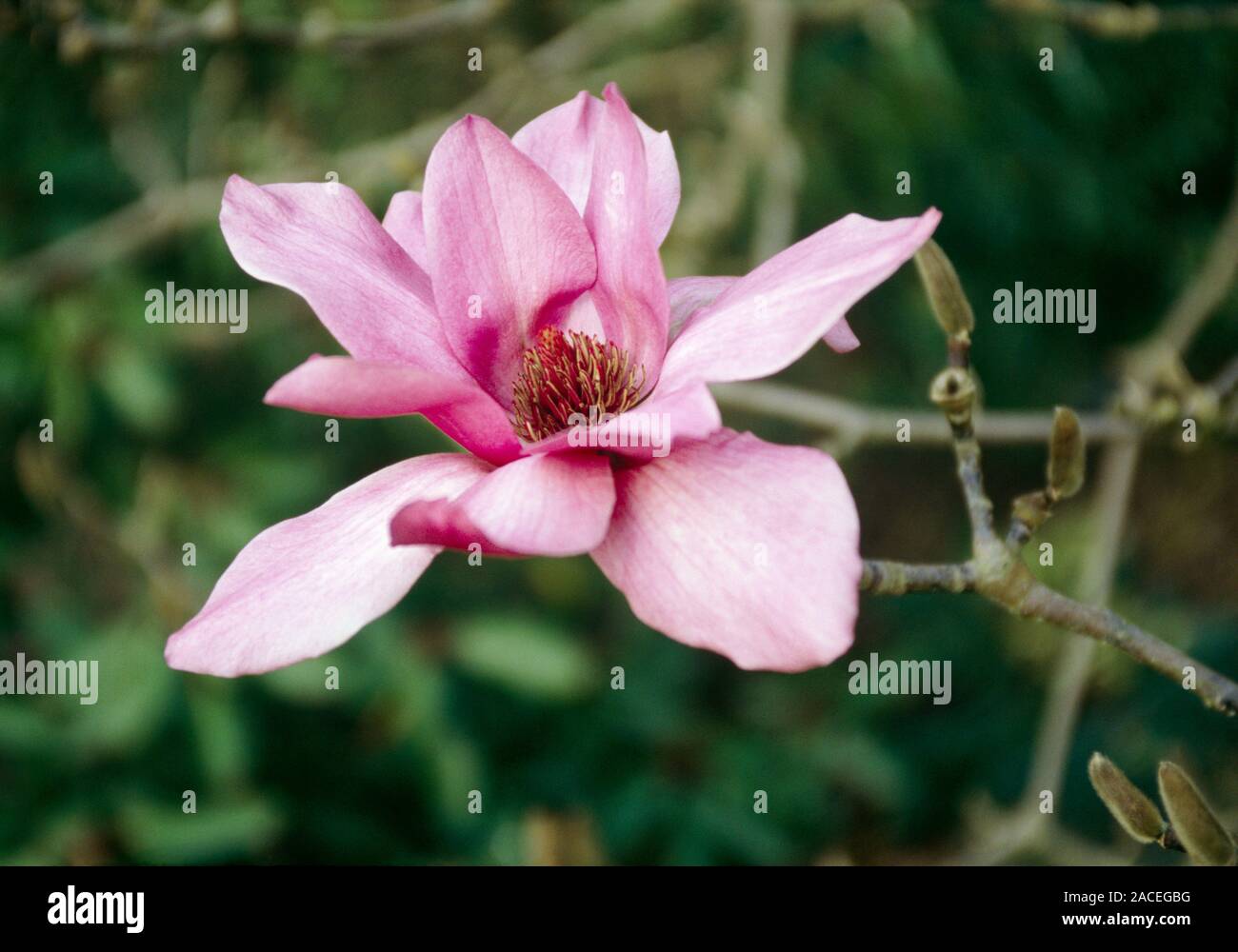 Magnolia flower (Magnolia 'Vulcan' Stock Photo - Alamy