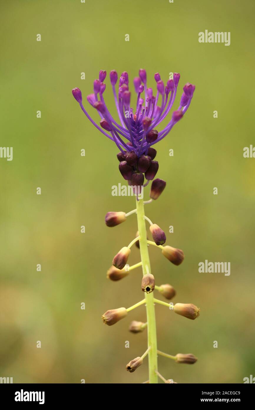 Muscari flower (Muscari comosum). Photographed in Provence, France ...