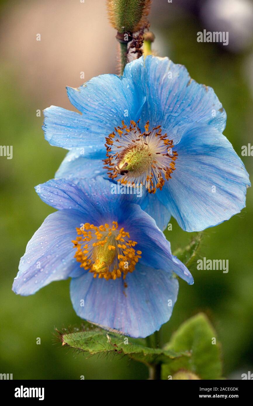 Himalayan poppy flowers (Meconopsis grandis Stock Photo - Alamy