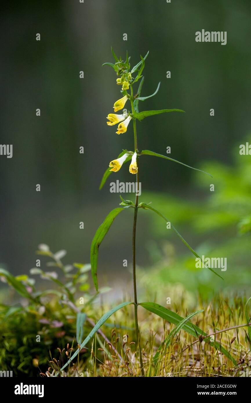 Common cow-wheat flowers (Melampyrum pratense). Photographed in ...