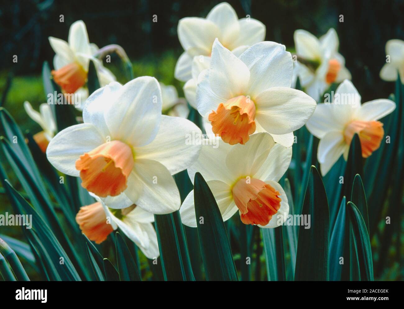 Narcissus Salome. Division 2 large cupped daffodils close up flowers ...